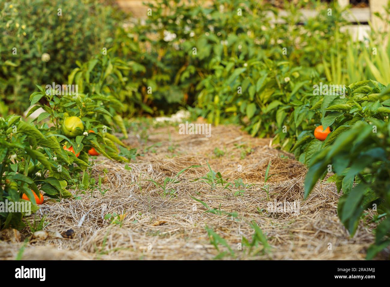 The passage between the ridges with vegetables is lined with dry grass ...