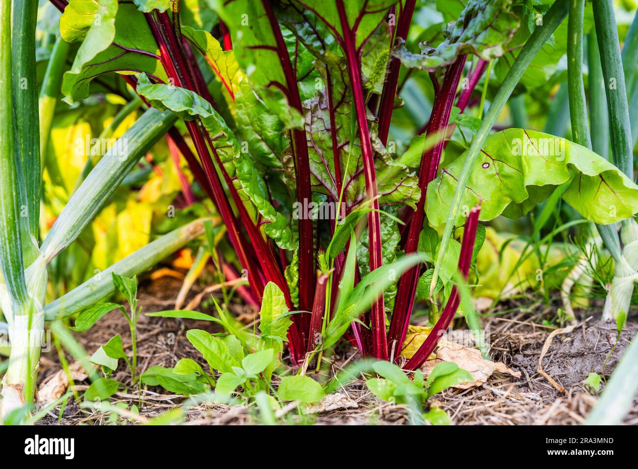 Leaf beets, chard, and green onions growing in the ground in the ...