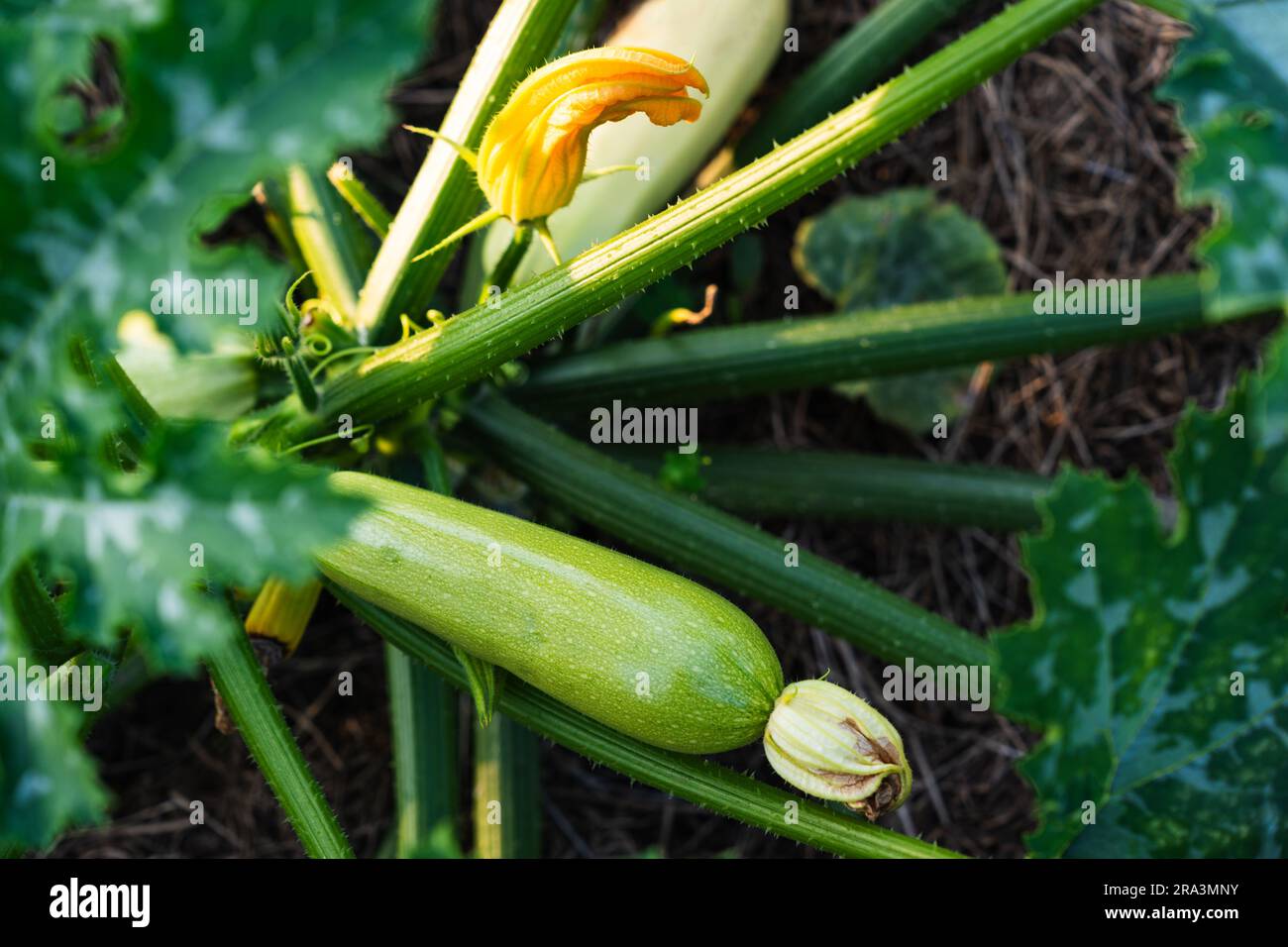 Stunning Zucchini A Fruit Gallery