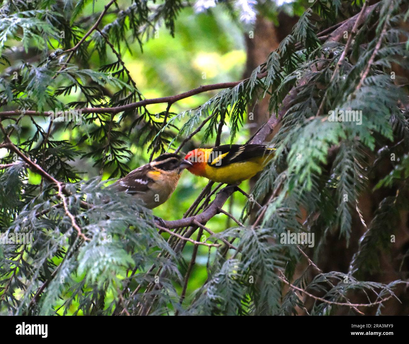 Two cedar birds hi-res stock photography and images - Alamy