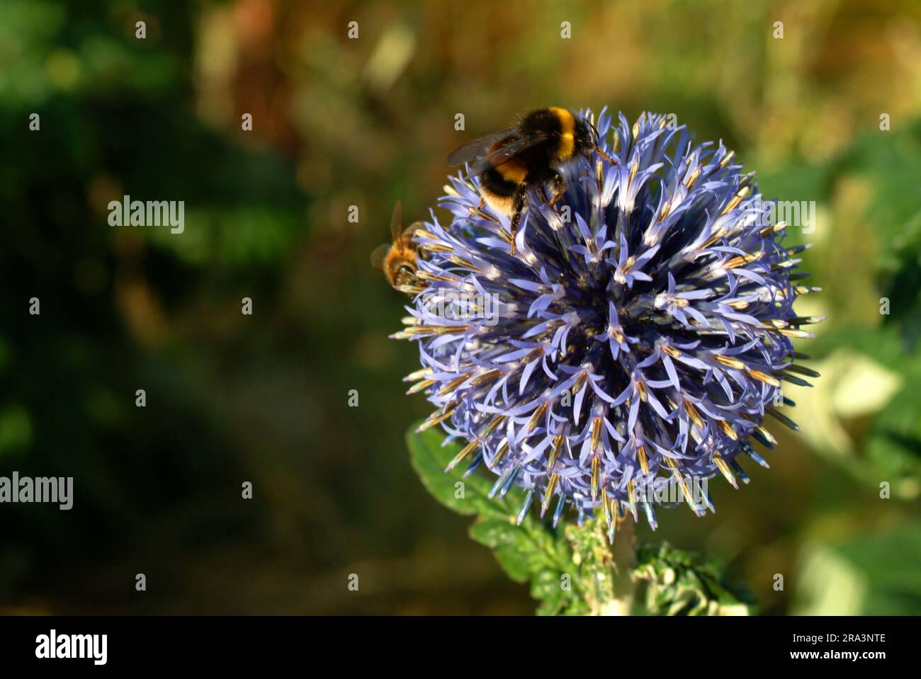 Thistle and bee hi-res stock photography and images - Alamy