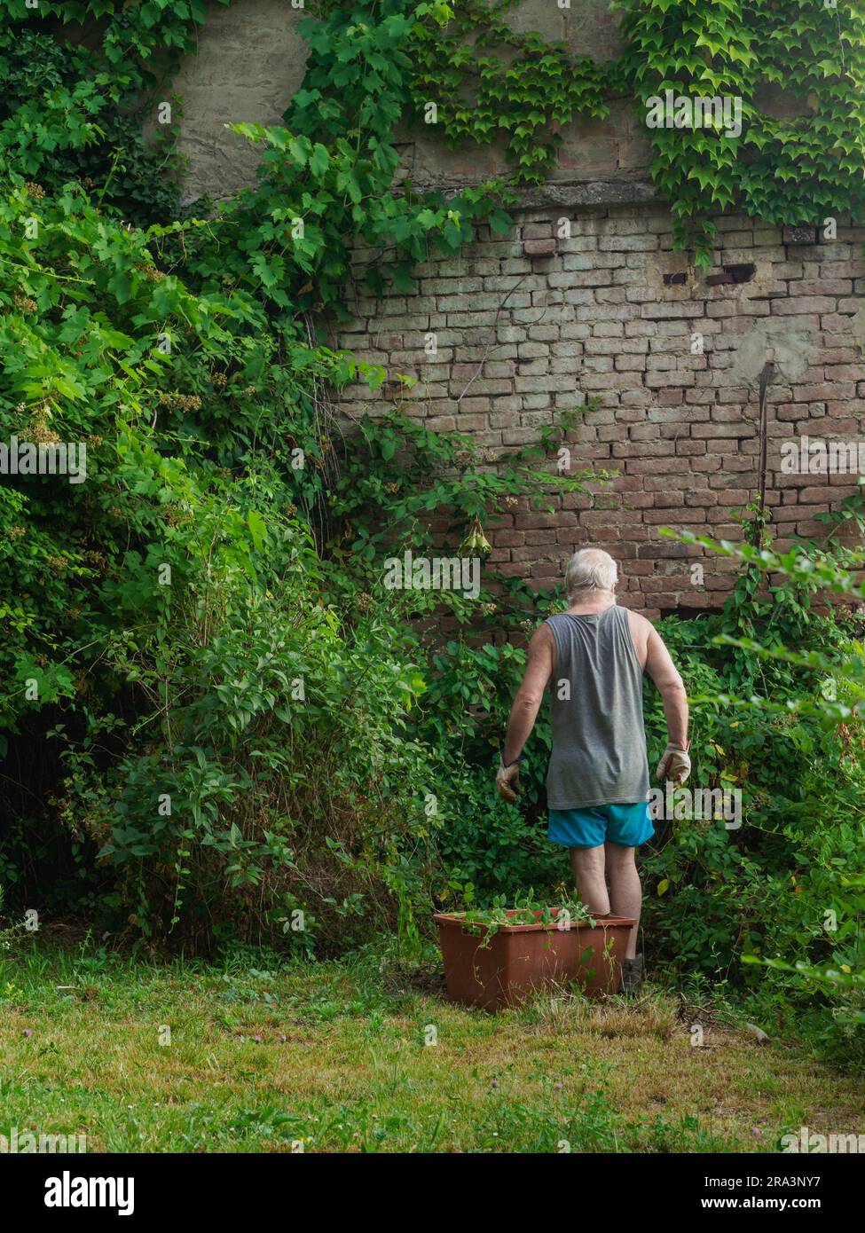 senior caucasian gardener pruning vines and trimming ivy, plants ...
