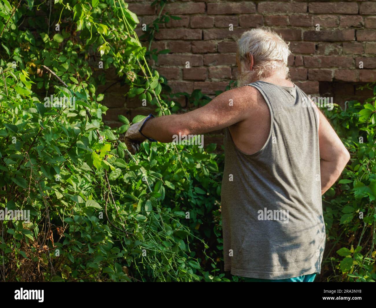 senior caucasian gardener pruning vines and trimming ivy, plants ...