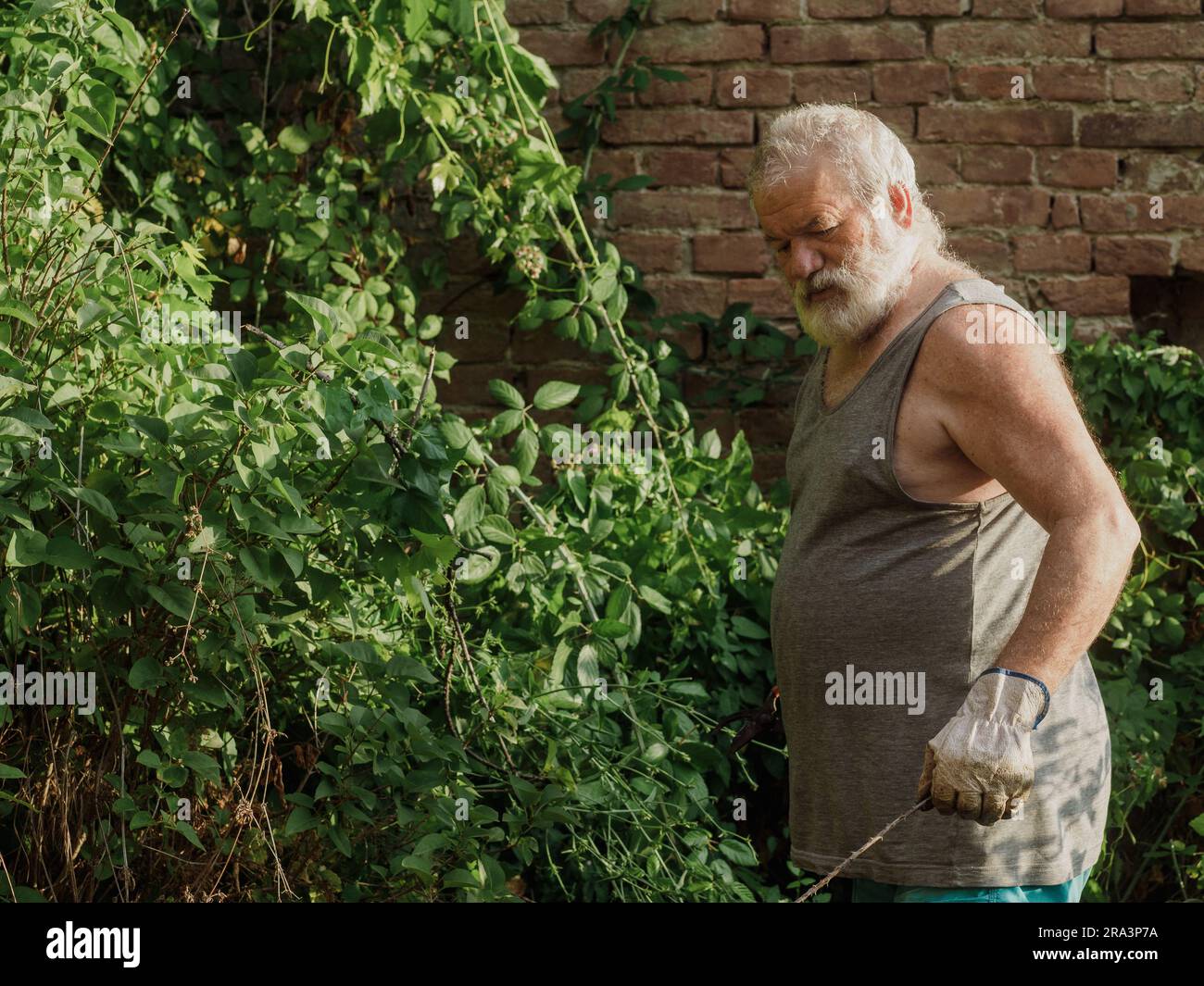 senior caucasian gardener pruning vines and trimming ivy, plants ...