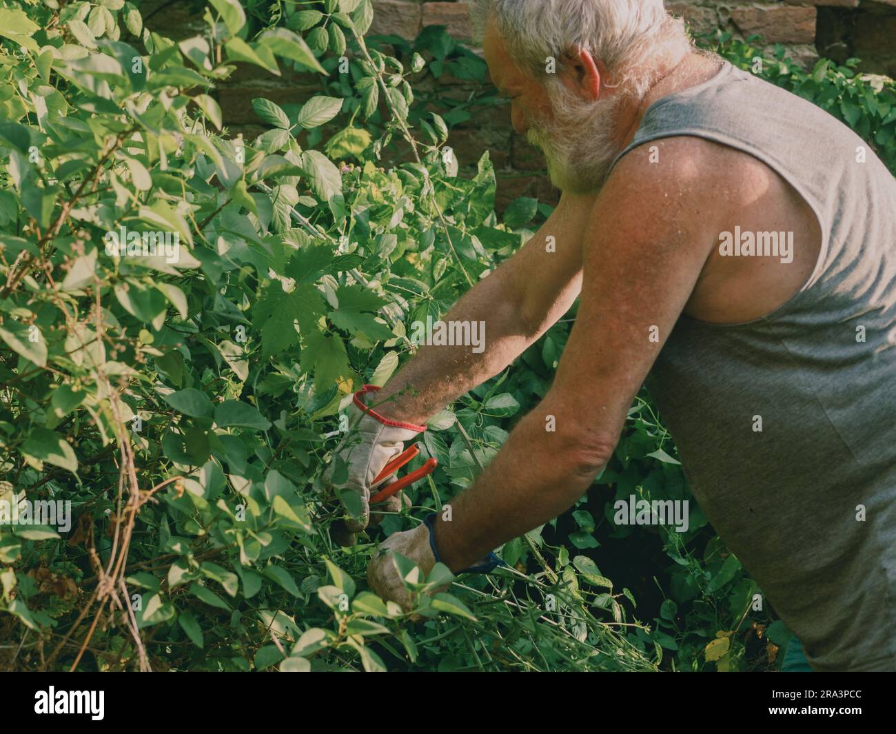 senior caucasian gardener pruning vines and trimming ivy, plants ...