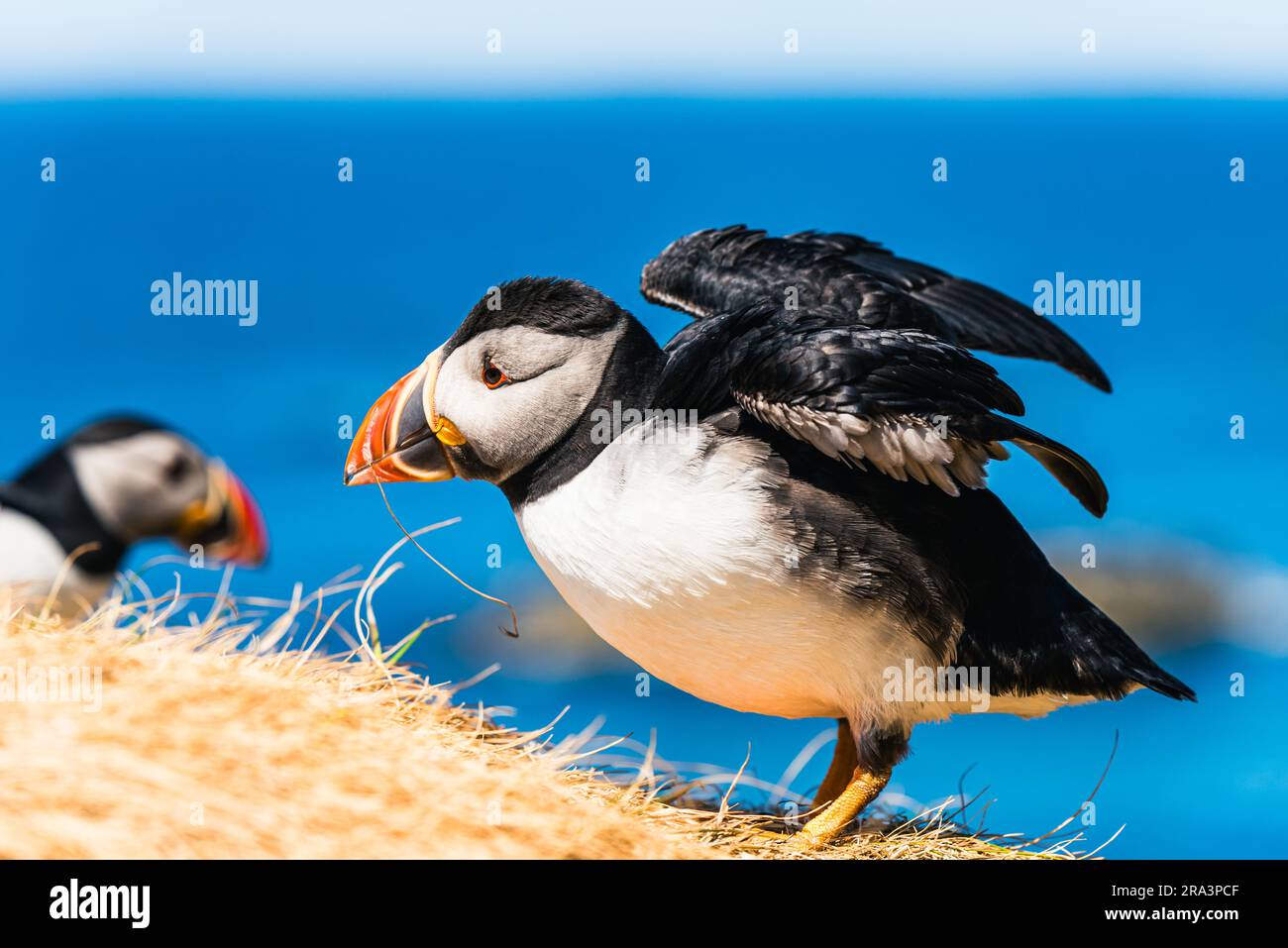 Atlantic Puffin, Fratercula arctica in habitat Stock Photo - Alamy