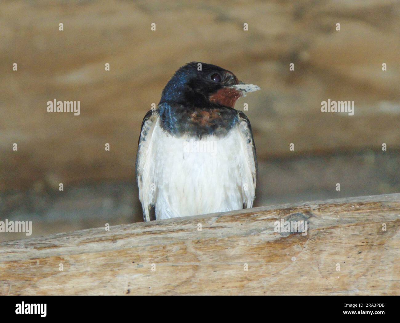 Swallon in the barn hi-res stock photography and images - Alamy
