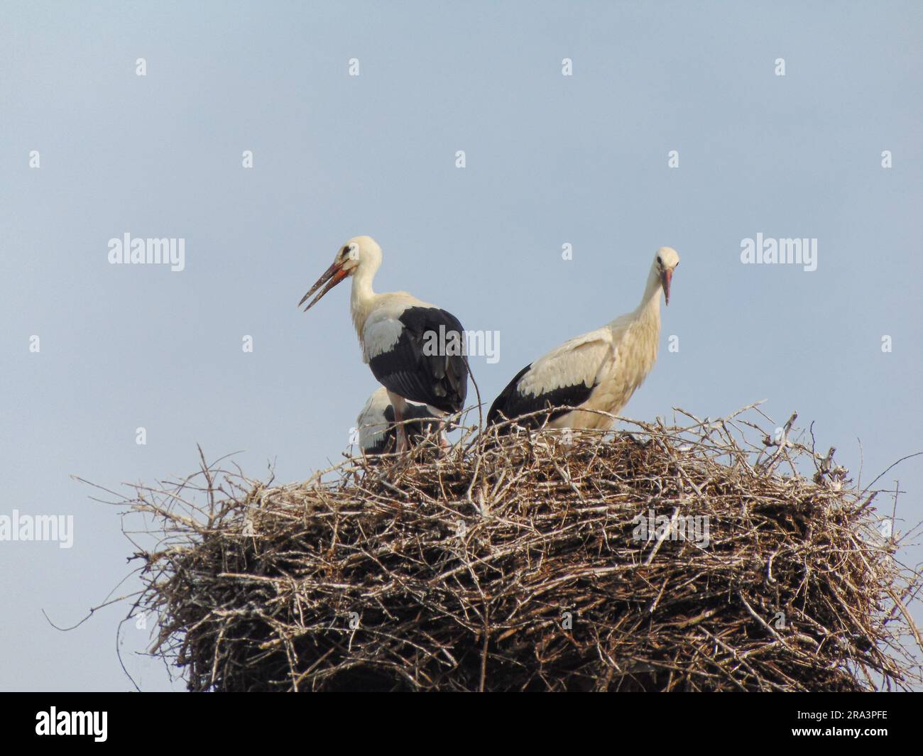 Three storks in the nest. In Maramures county, Romania Stock Photo - Alamy