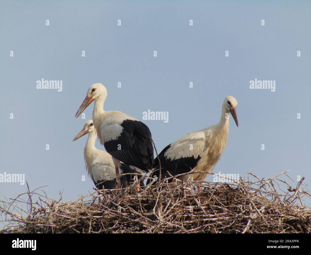 Three storks in the nest. In Maramures county, Romania Stock Photo - Alamy