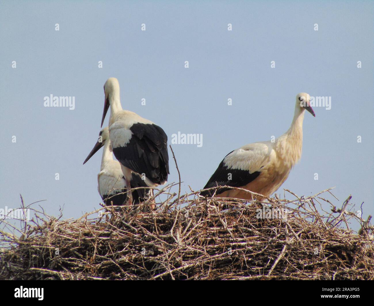 Three storks in the nest. In Maramures county, Romania Stock Photo - Alamy