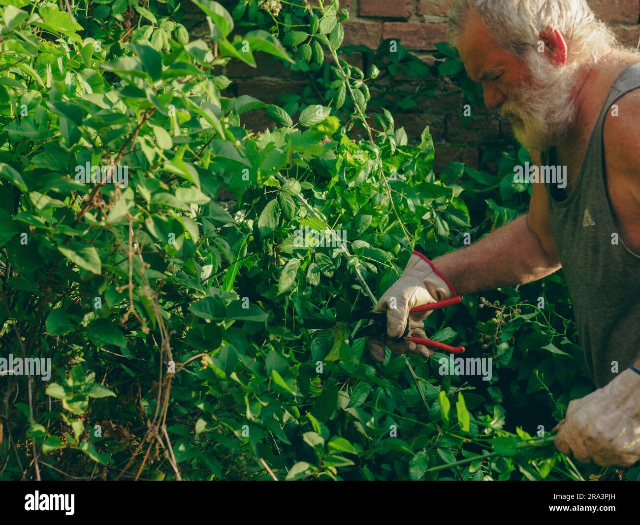 senior caucasian gardener pruning vines and trimming ivy, plants ...