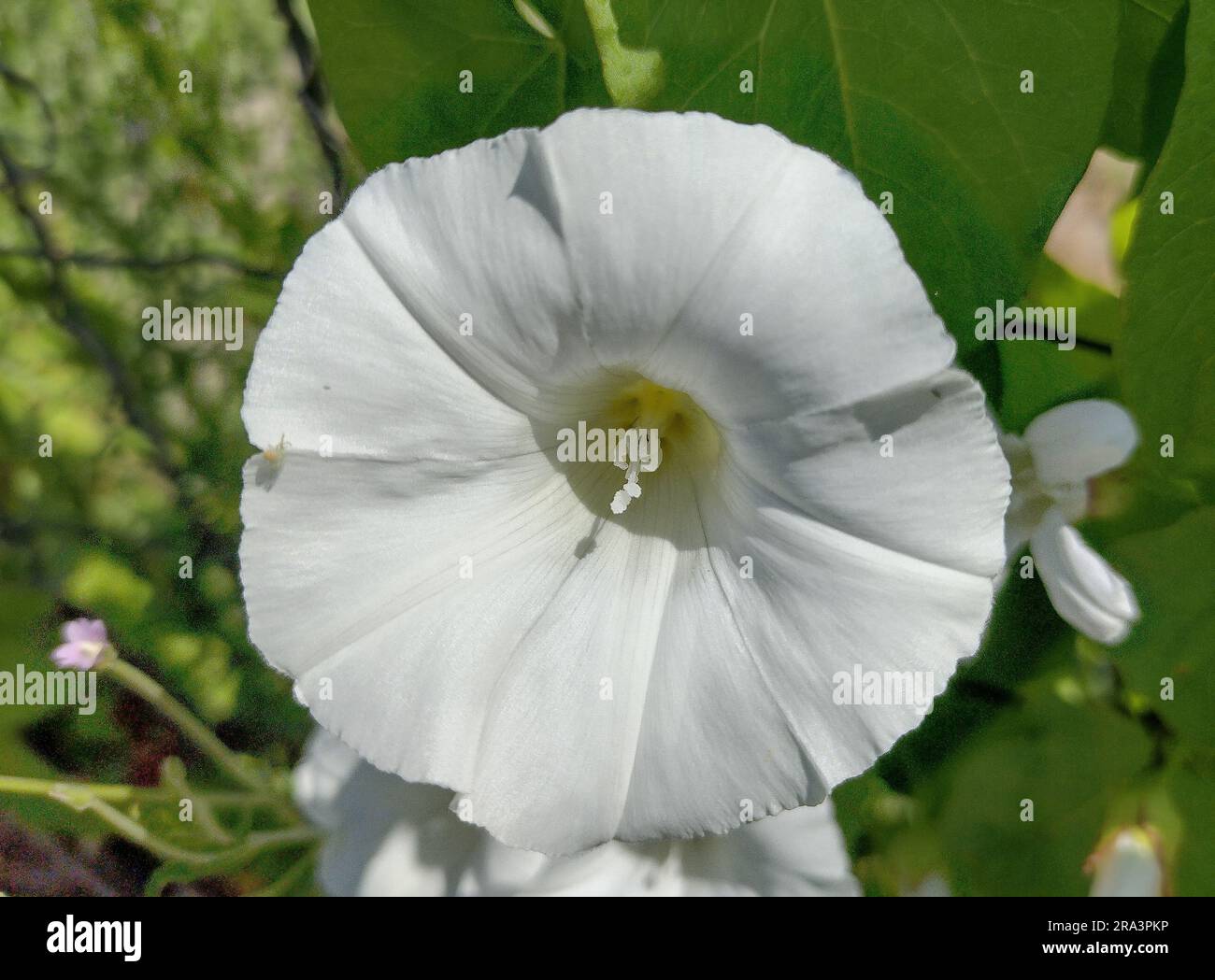 Hedge Bindweed flower in the summer. Calystegia sepium Stock Photo - Alamy