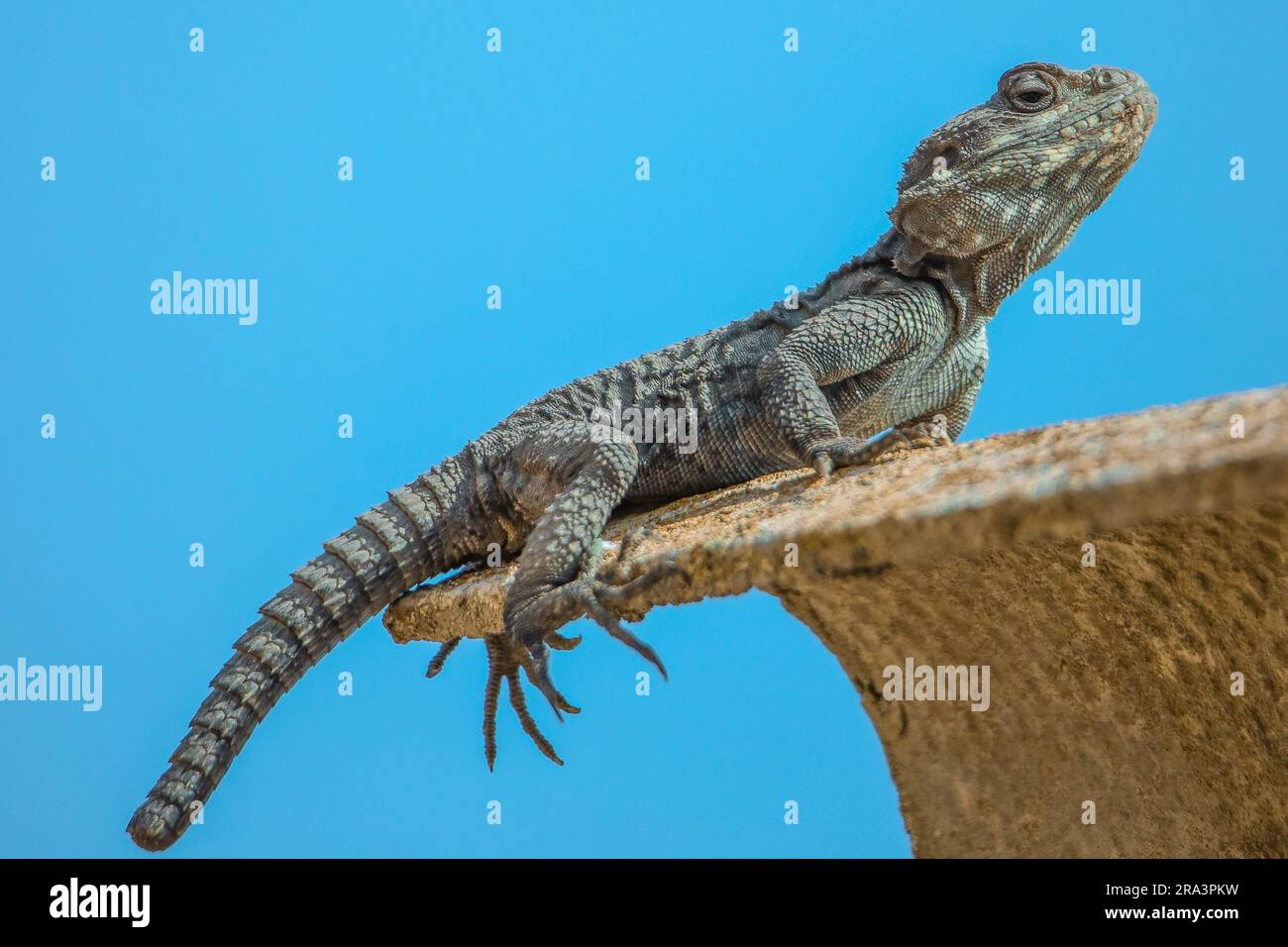 A low angle shot of a lizard with a damaged tail on a stone roof Stock ...