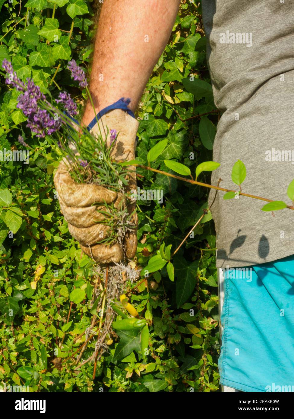 senior caucasian gardener pruning vines and trimming ivy, plants ...