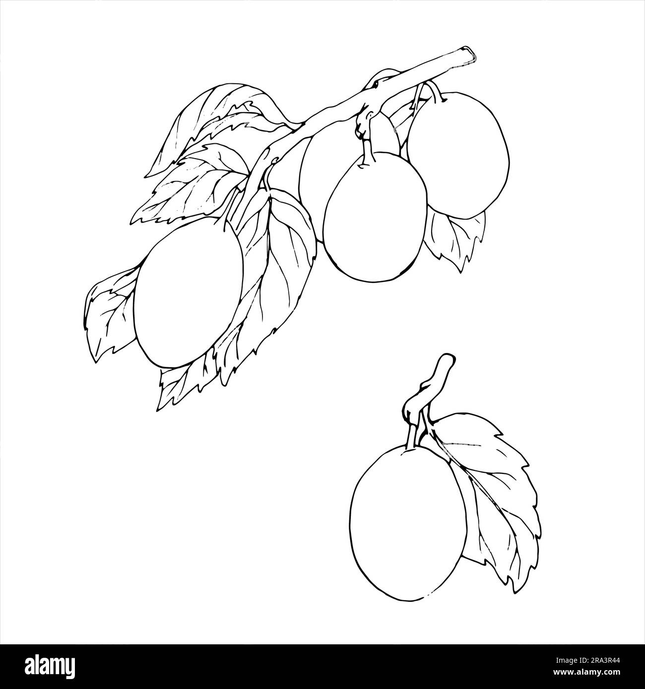 Graphic plum tree branches with leaves. Hand drawn graphic plum and ...