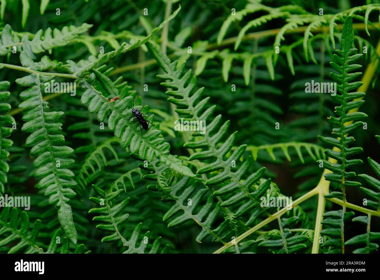Insect climbing the fern Stock Photo - Alamy