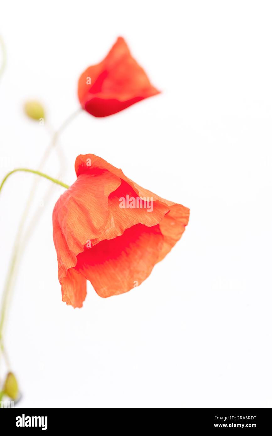Red Poppy flower isolated on white background. Closeup Stock Photo - Alamy