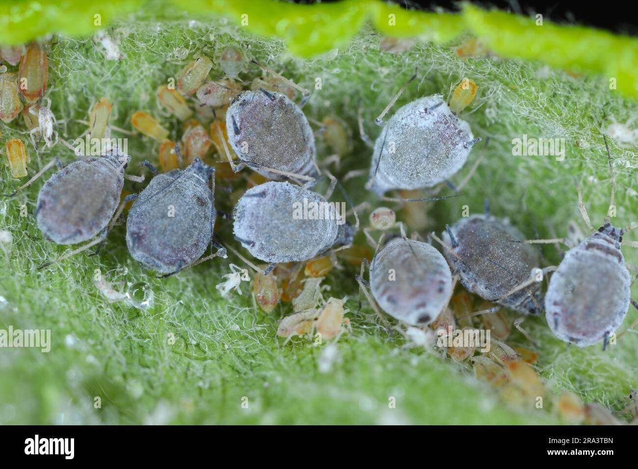 Aphid stages of growth hi-res stock photography and images - Alamy