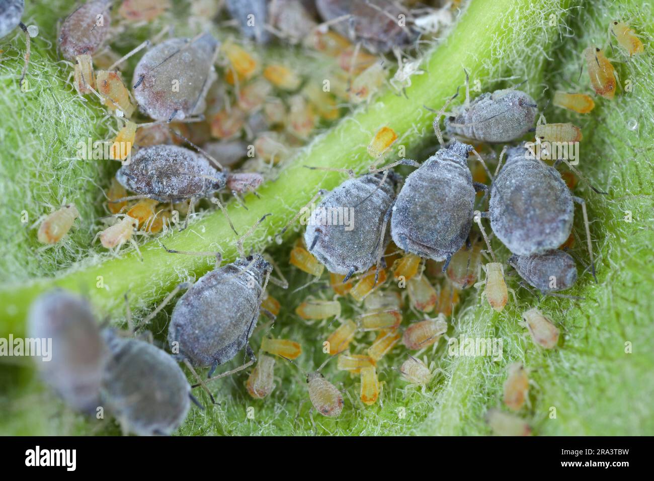 Rosy apple aphid (Dysaphis plantaginea) on the underside of a curled ...
