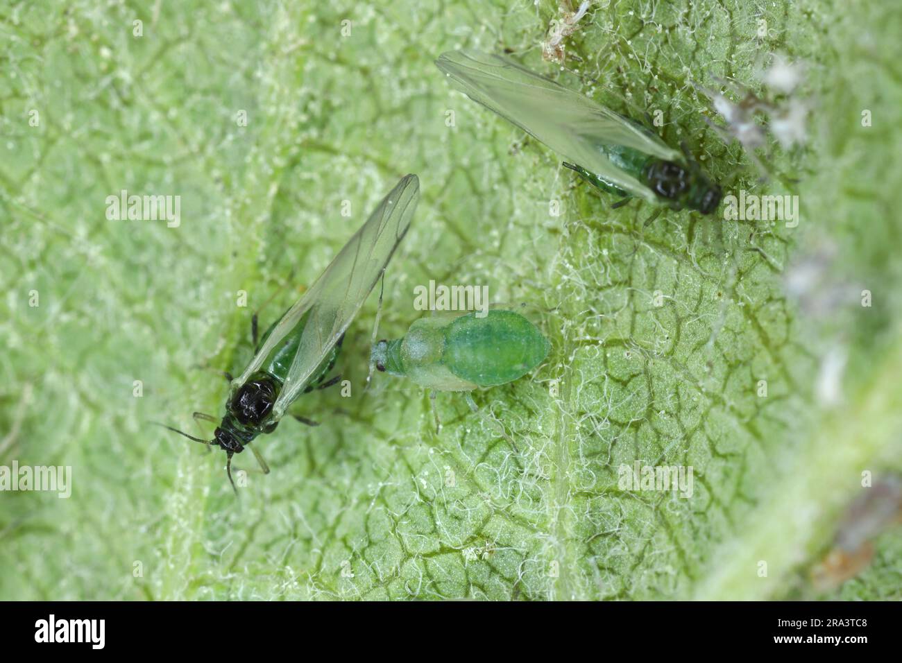 Rosy apple aphid (Dysaphis plantaginea) on the underside of a curled ...