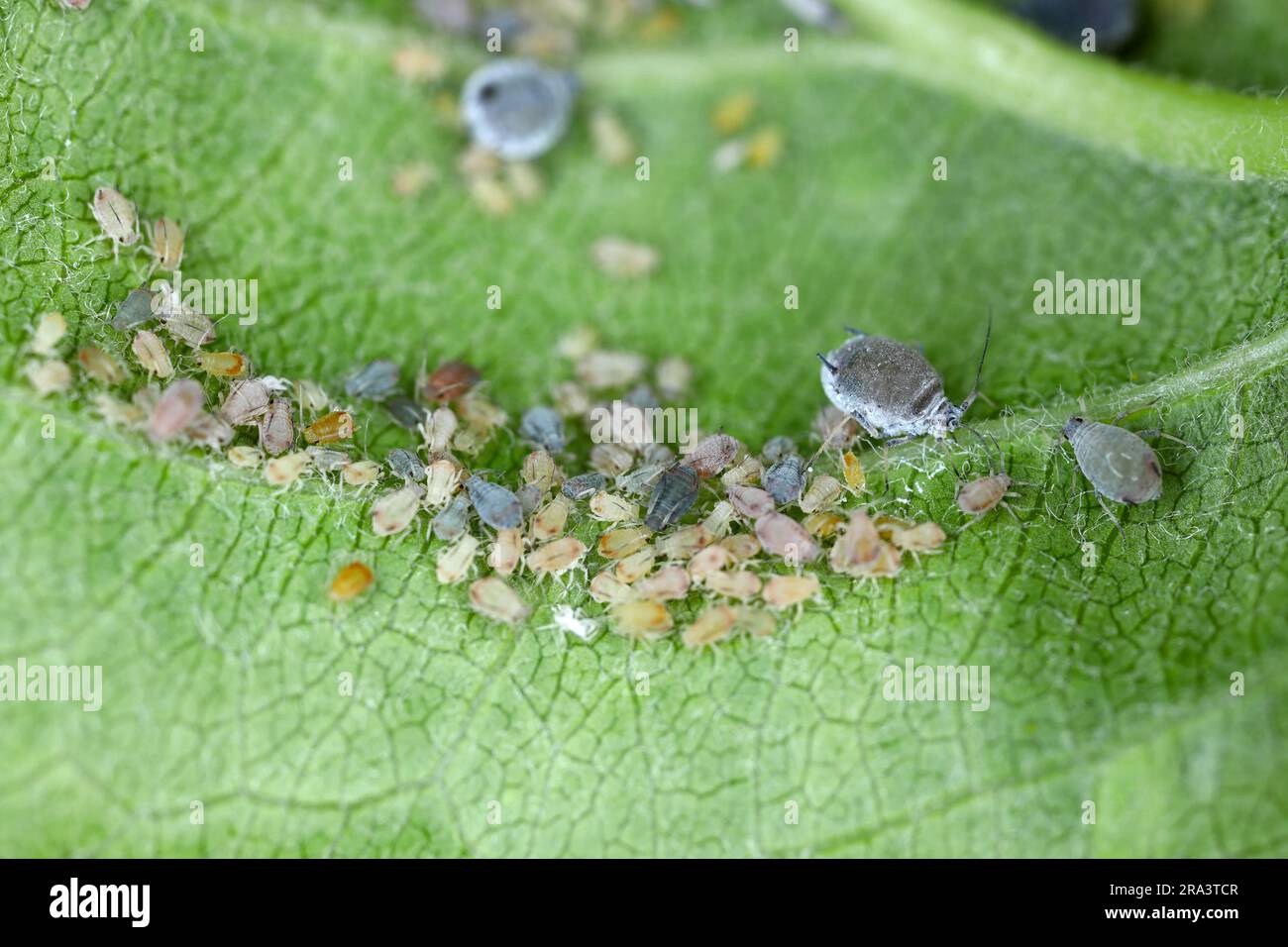 Rosy apple aphid (Dysaphis plantaginea) on the underside of a curled ...