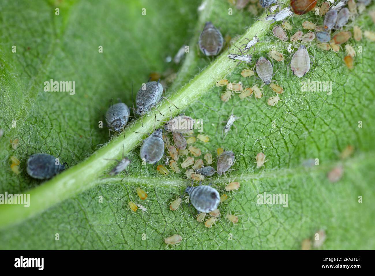Rosy apple aphid (Dysaphis plantaginea) on the underside of a curled ...