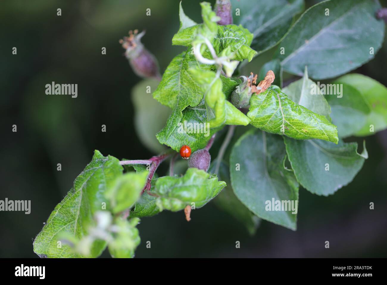 Rosy apple aphid (Dysaphis plantaginea) on the underside of a curled ...