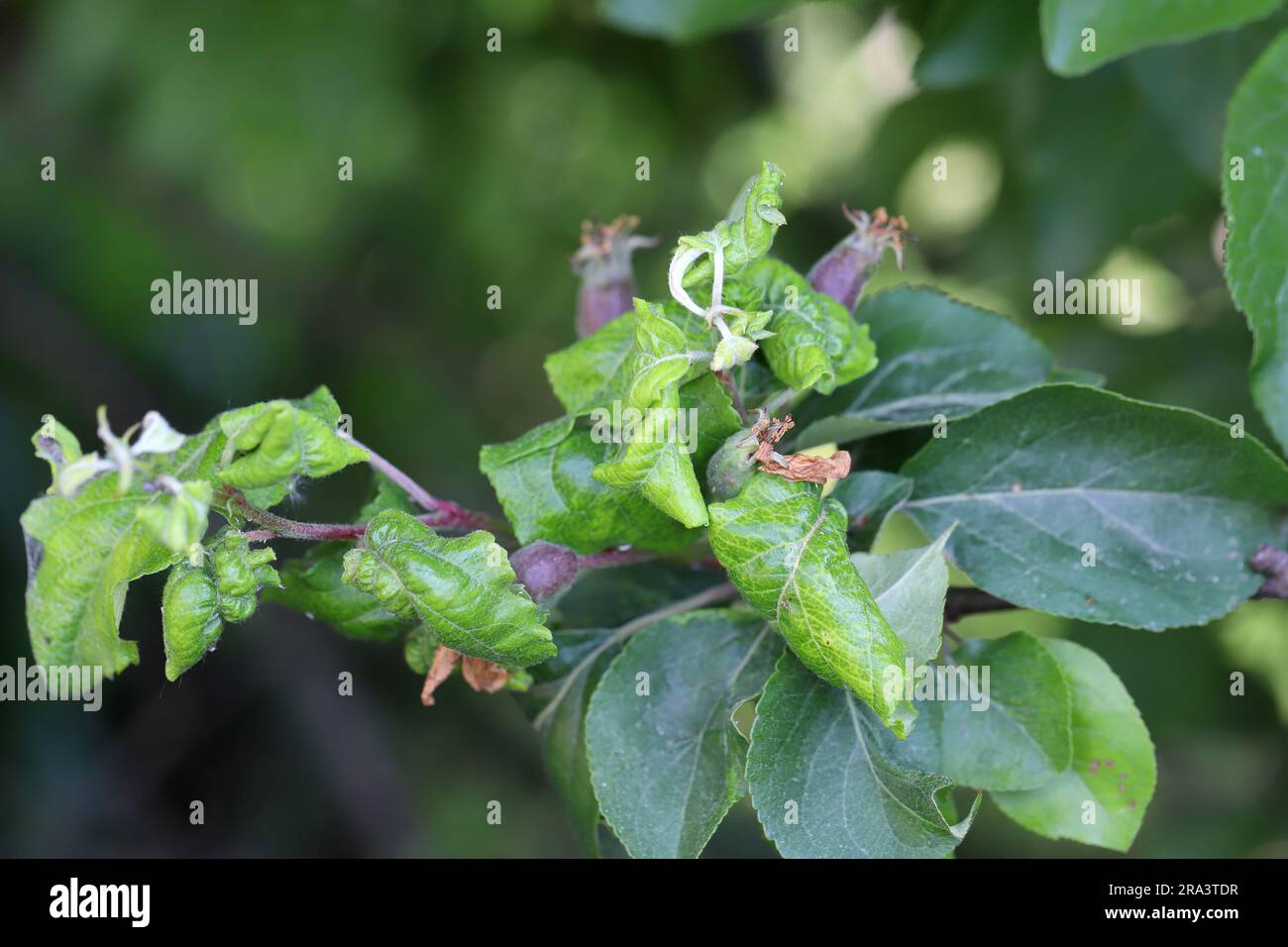 Rosy apple aphid (Dysaphis plantaginea) on the underside of a curled ...