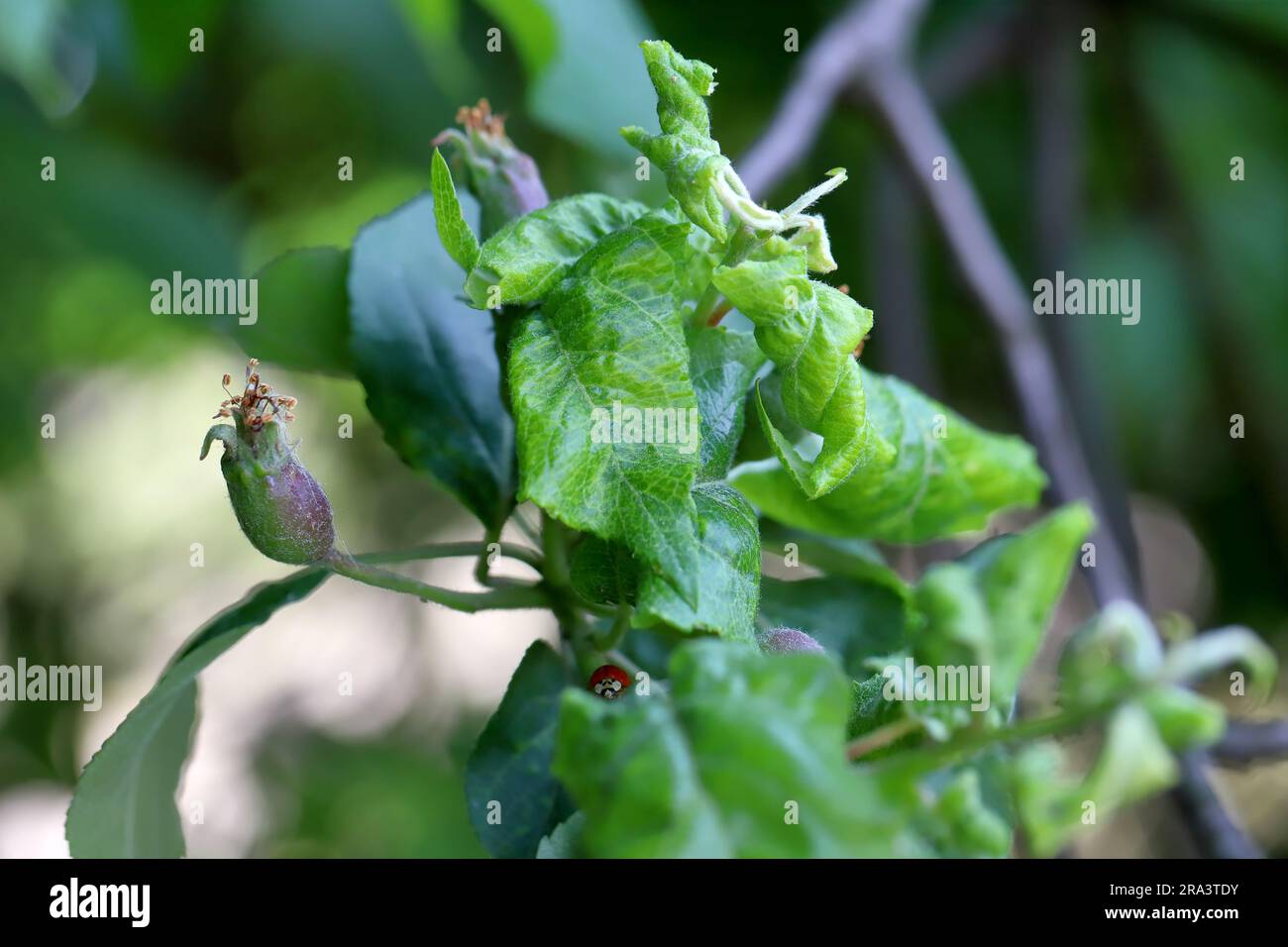 Rosy apple aphid (Dysaphis plantaginea) on the underside of a curled ...