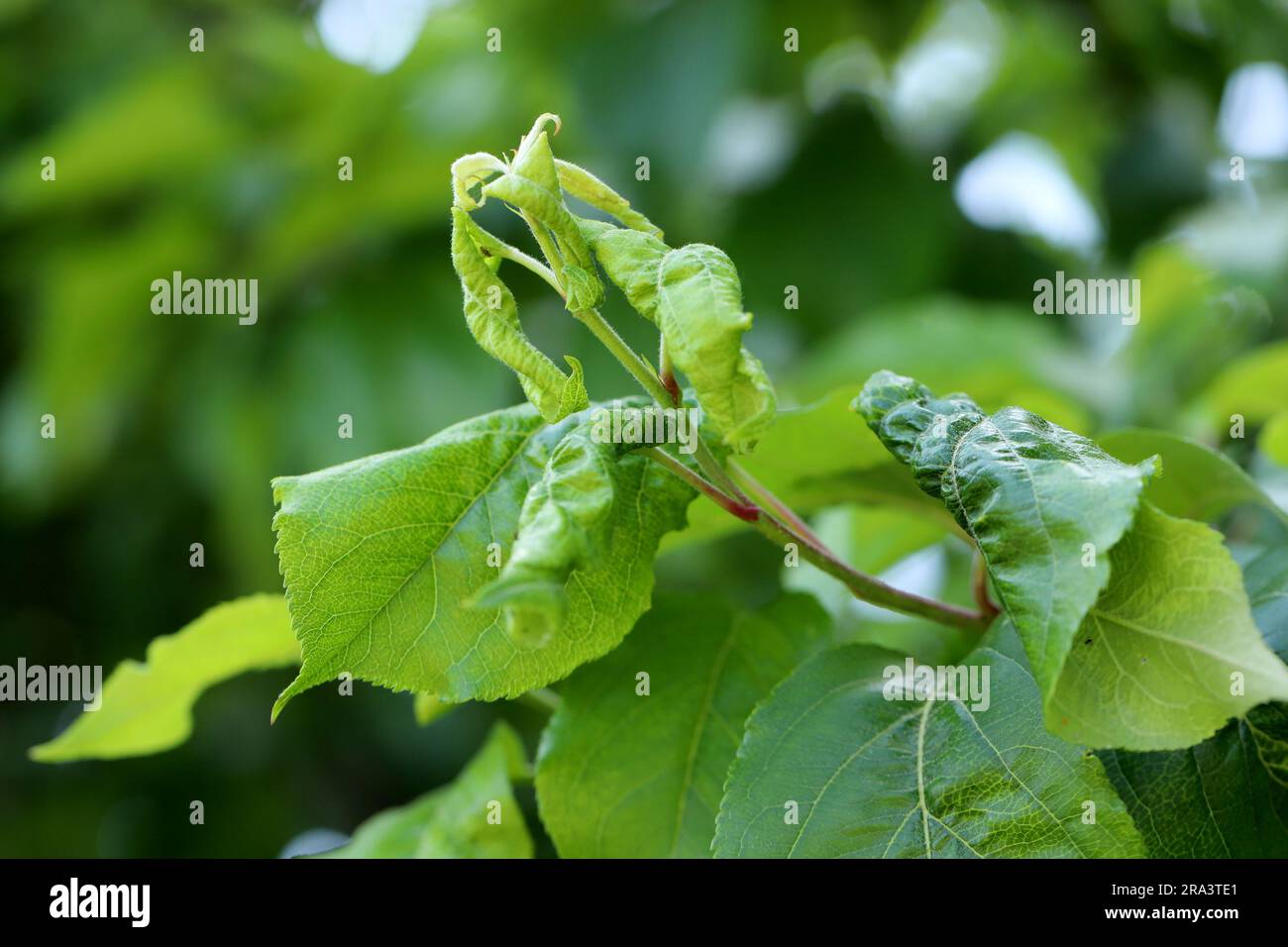 Rosy apple aphid (Dysaphis plantaginea) on the underside of a curled ...