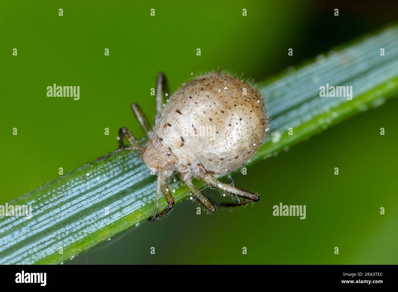 Parasitized by a parasitoid (parasitic wasp) aphid on a pine needle in ...