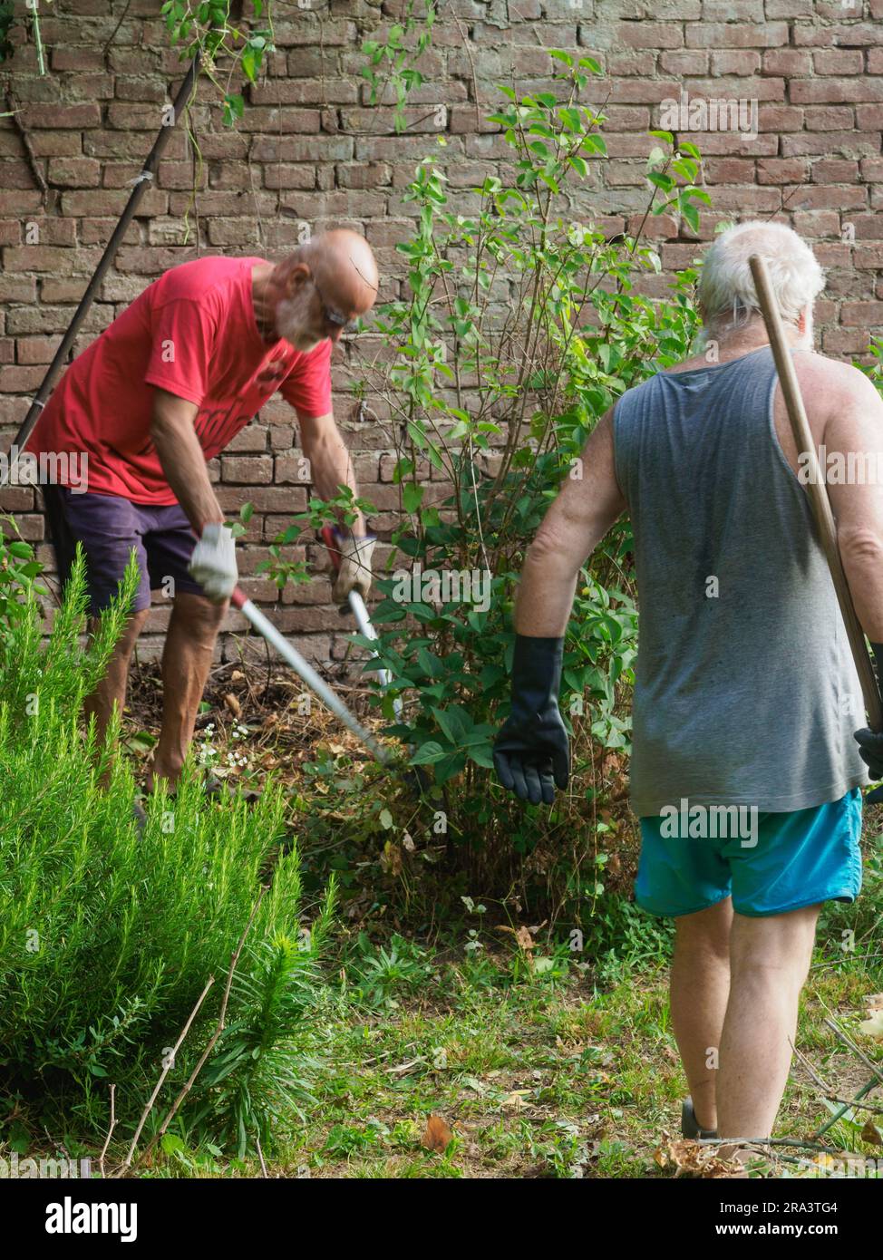 senior caucasian men pruning vines and trimming ivy, plants, branches ...