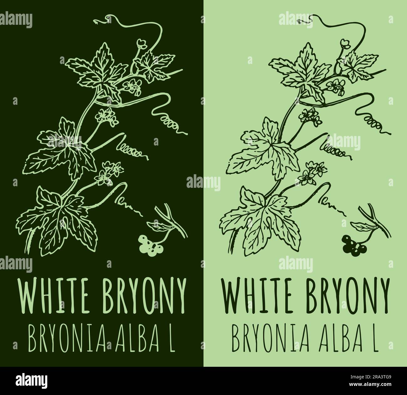 Drawings WHITE BRYONY . Hand drawn illustration. Latin name BRYONIA ...