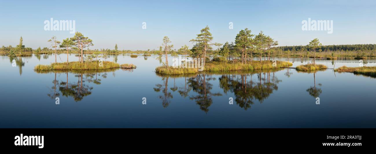 The huge sphagnum bog Yelnya in Belarus, a unique nature reserve Stock ...