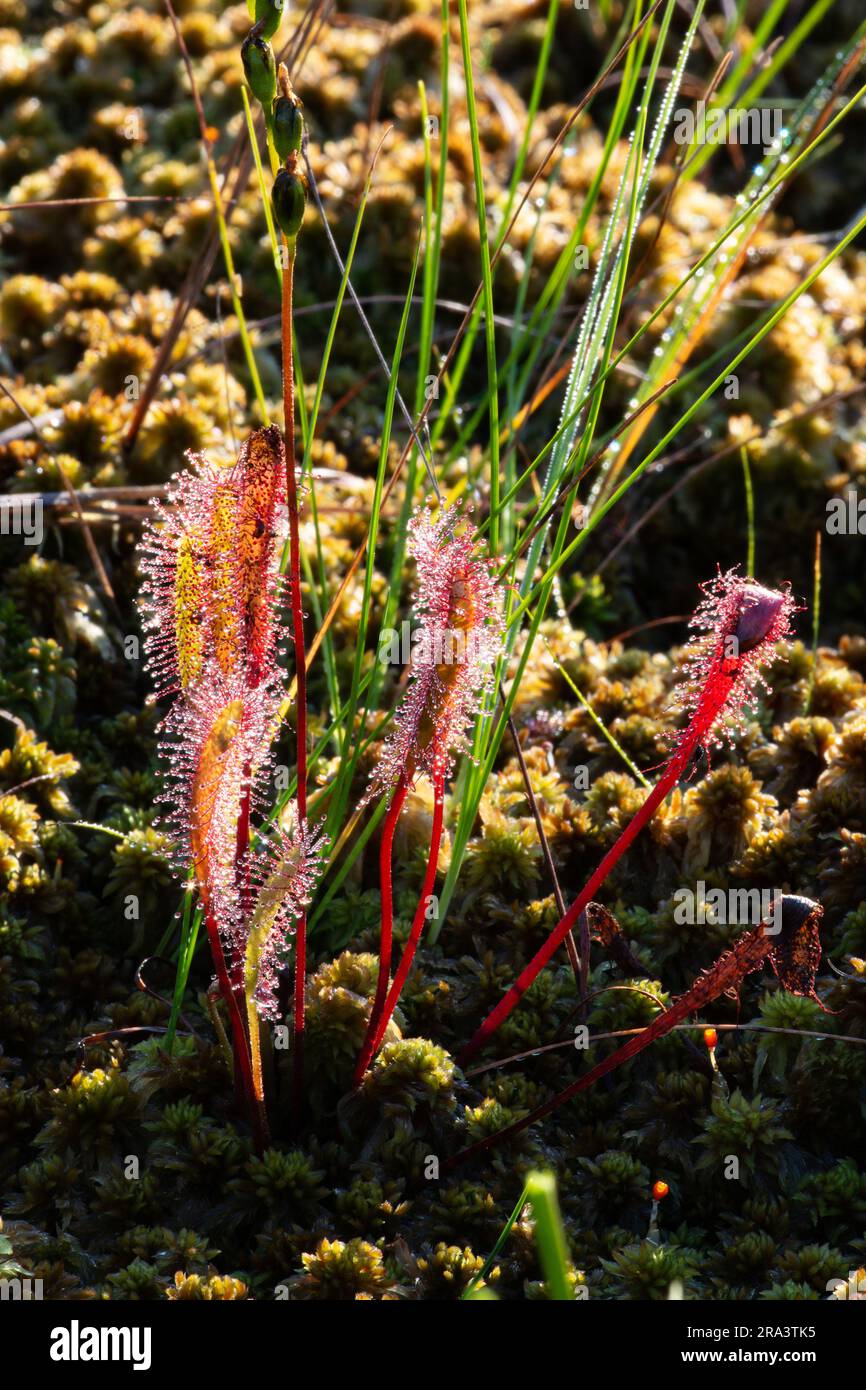 Carnivorous flowering plant english sundew (Drosera anglica) on a ...