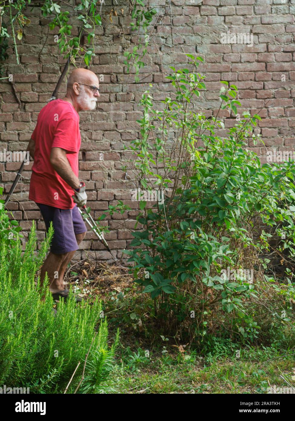 senior caucasian men pruning vines and trimming ivy, plants, branches ...