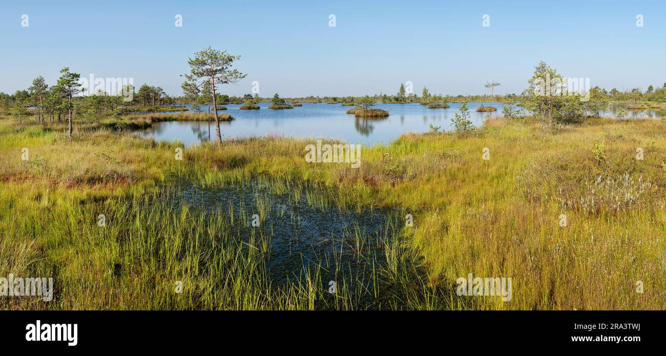 The huge sphagnum bog Yelnya in Belarus, a unique nature reserve Stock ...