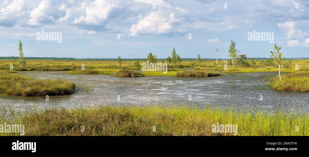 The huge sphagnum bog Yelnya in Belarus, a unique nature reserve Stock ...