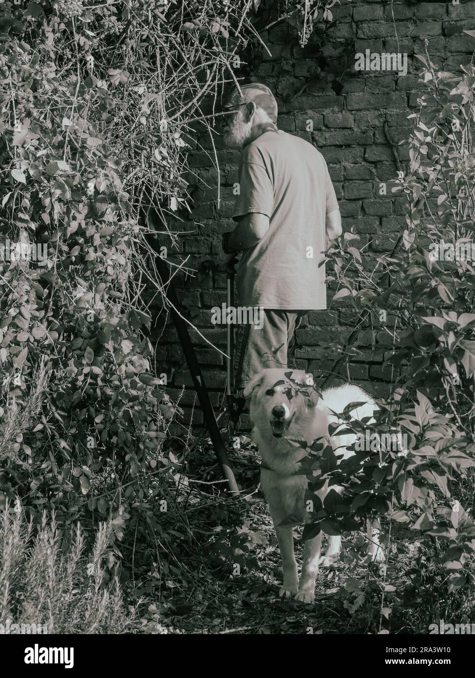 Man in shorts working garden hi-res stock photography and images - Alamy