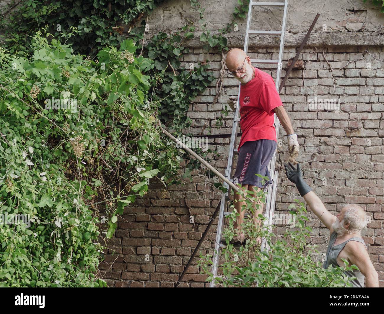 senior caucasian men pruning vines and trimming ivy, plants, branches ...