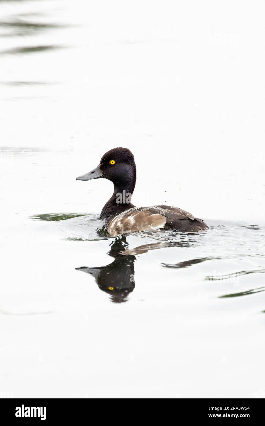 Lesser Scaup (Aythya affinis) Norfolk June 2023 Stock Photo - Alamy