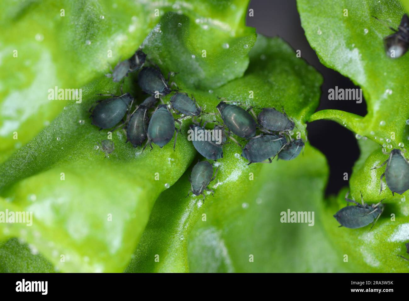 Bean aphid or black bean aphids, Aphis fabae. A colony of wingless ...