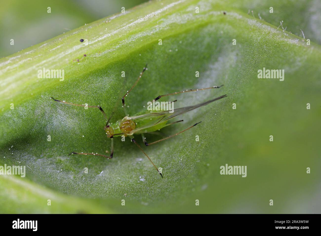 Winged aphid hi-res stock photography and images - Alamy