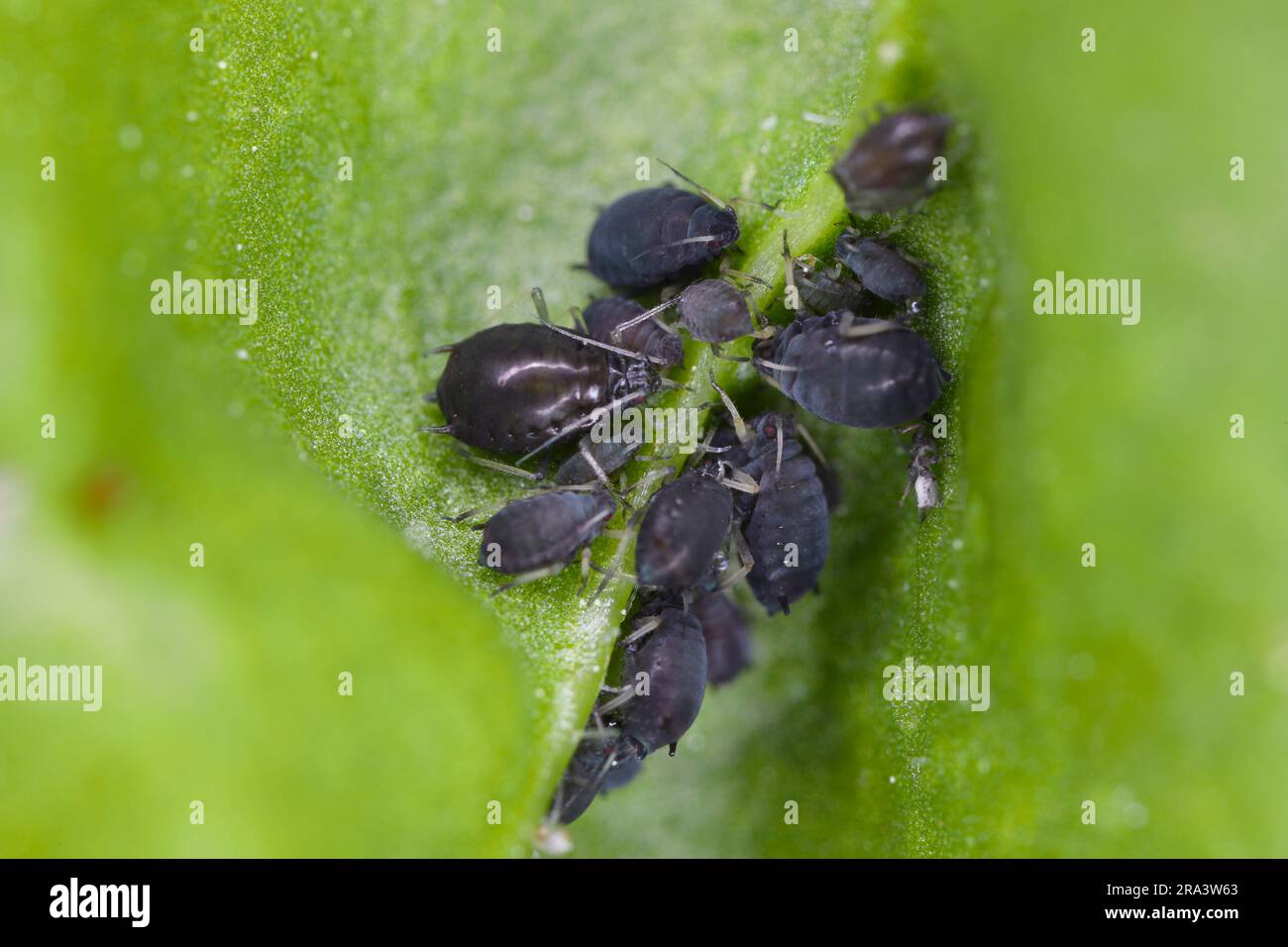 Rose lady gardener hi-res stock photography and images - Alamy