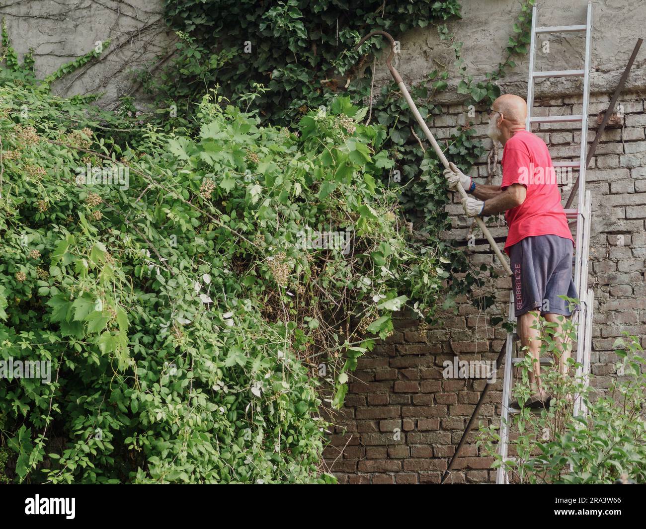 senior caucasian men pruning vines and trimming ivy, plants, branches ...