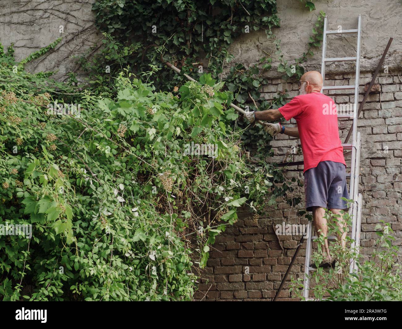 senior caucasian men pruning vines and trimming ivy, plants, branches ...