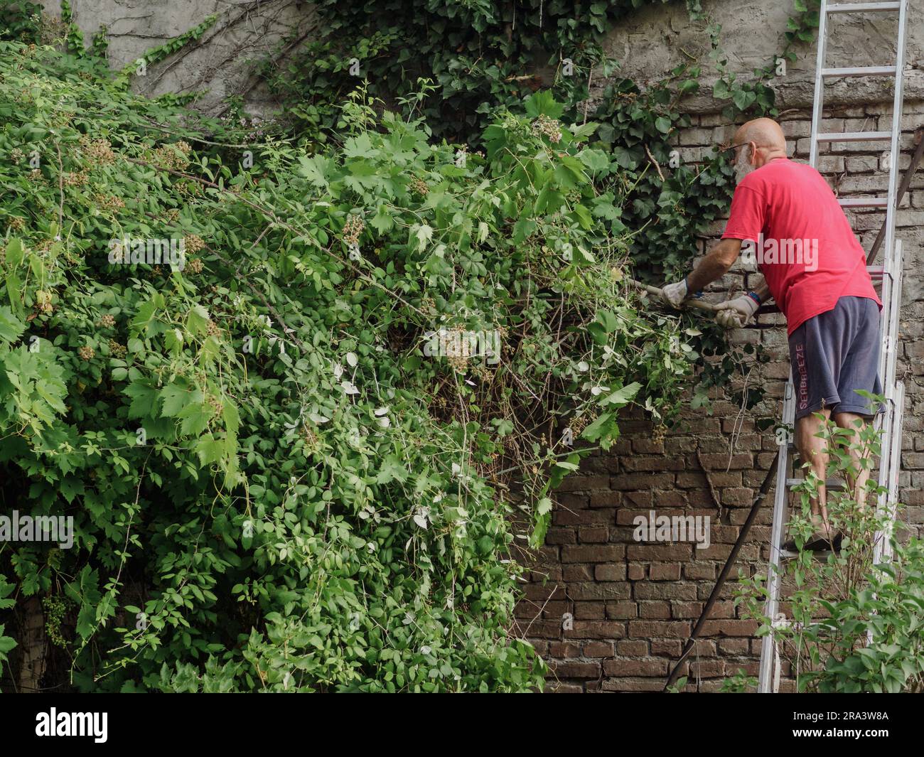 Bald hedge hi-res stock photography and images - Alamy