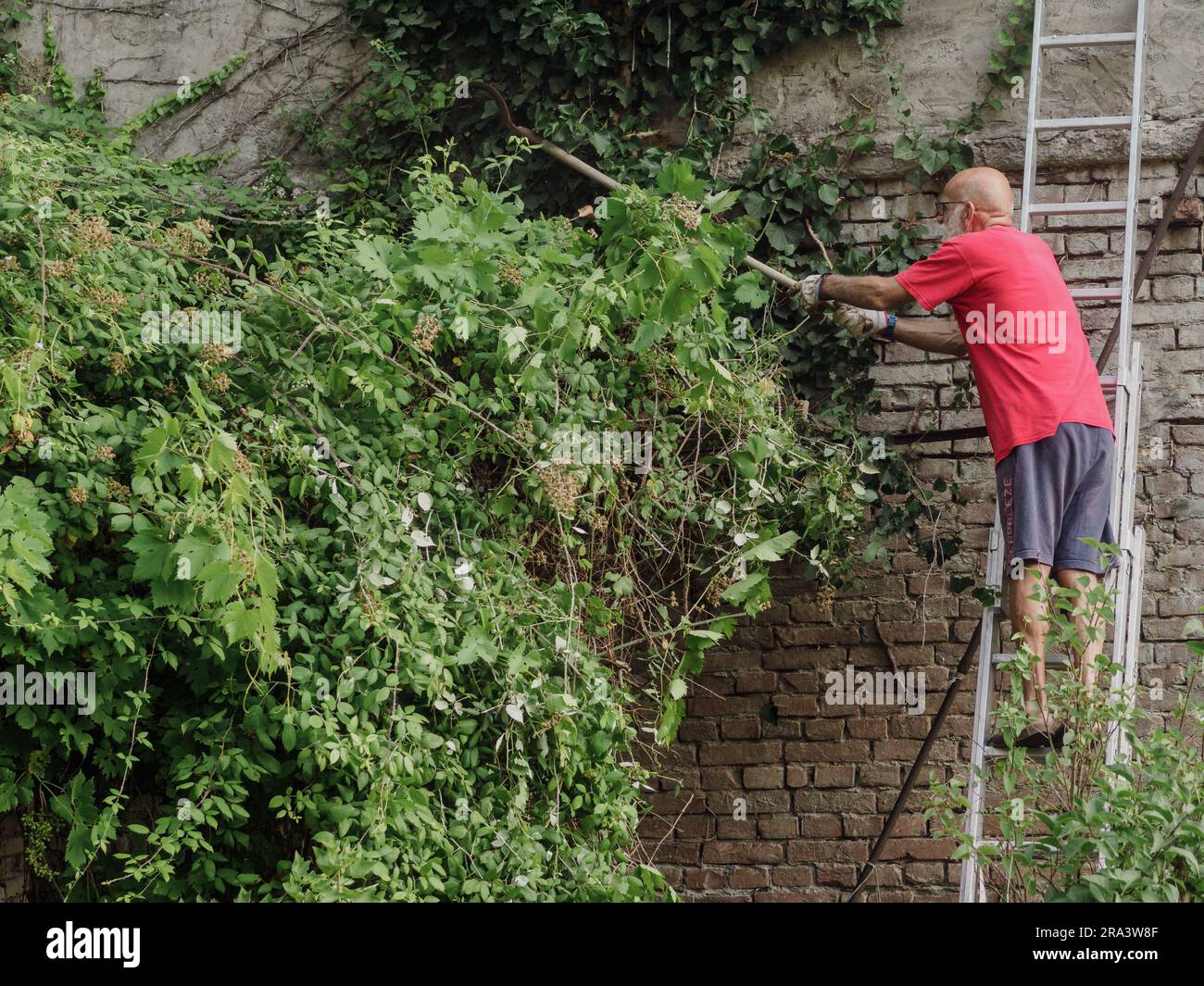 senior caucasian men pruning vines and trimming ivy, plants, branches ...