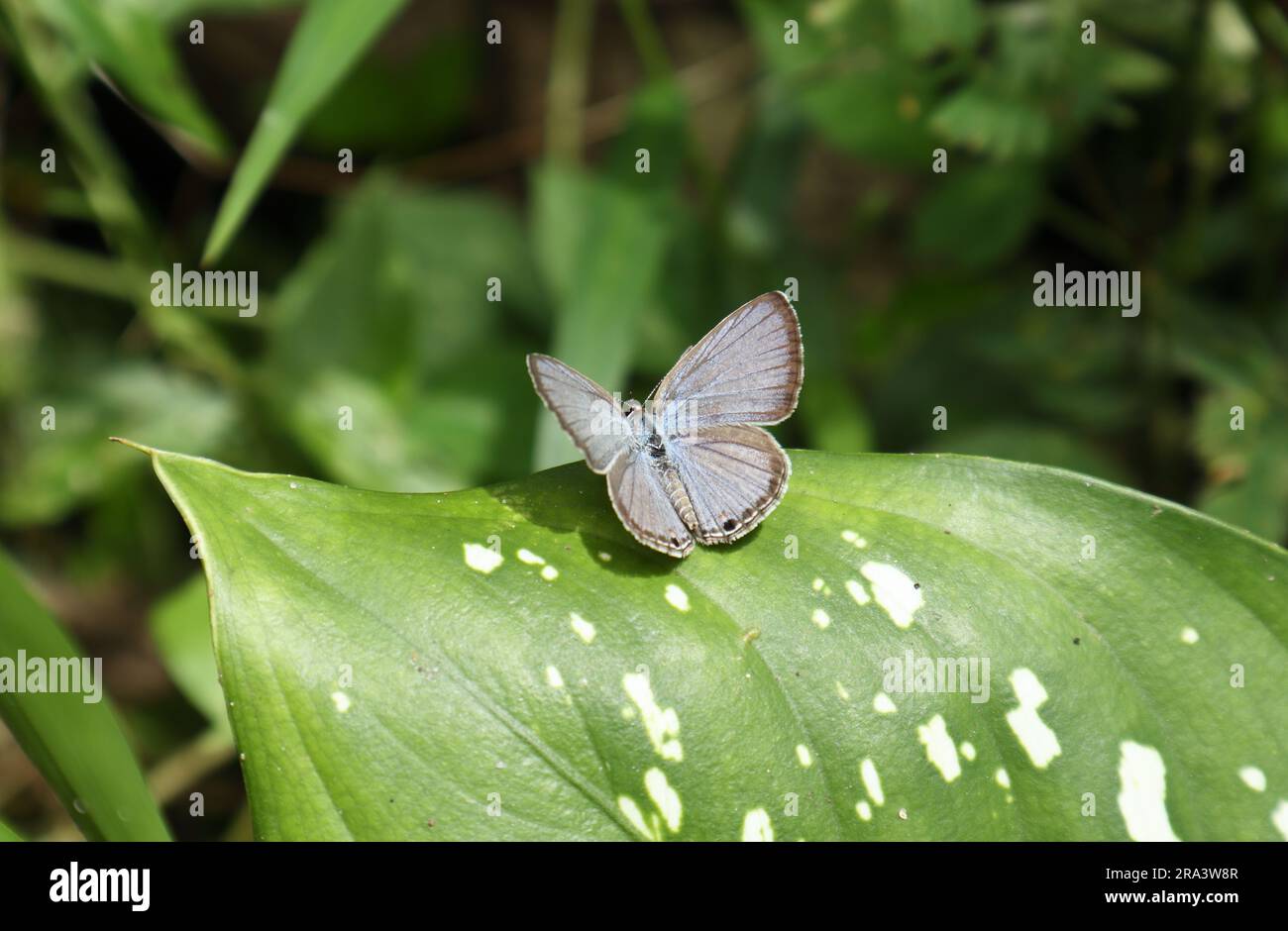 Back view of butterfly hi-res stock photography and images - Alamy