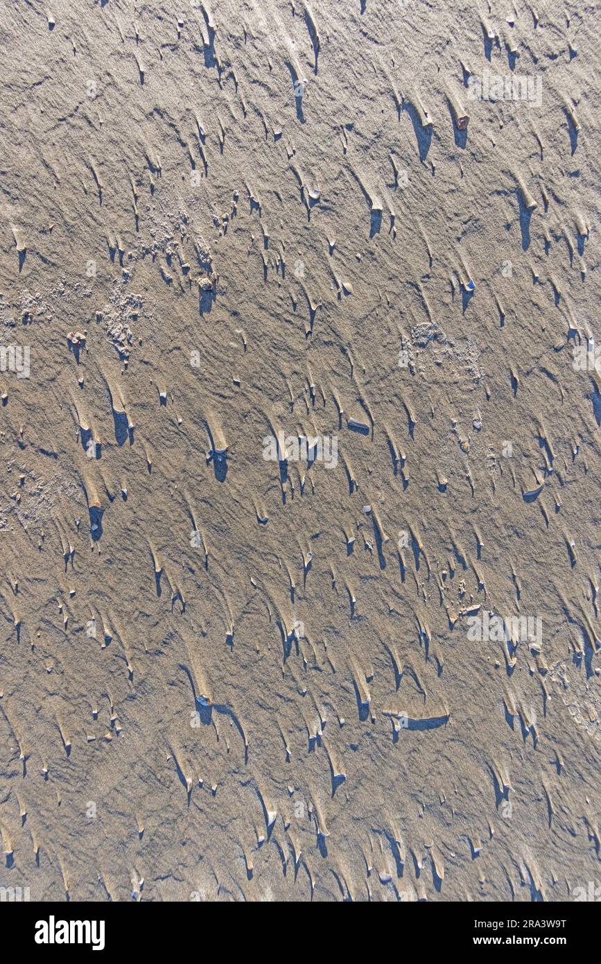 Image of shells and stones on a North Sea beach in Denmark in winter ...